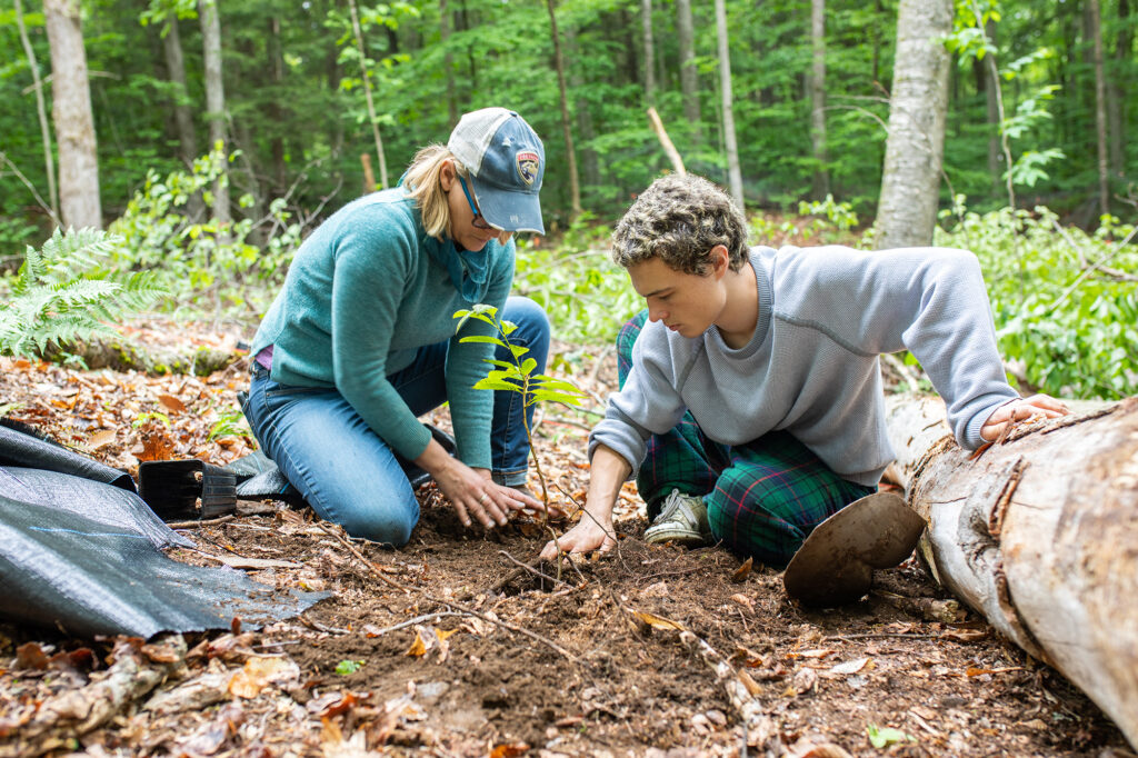 Bringing Chestnut Trees Back to Putney - The Putney School